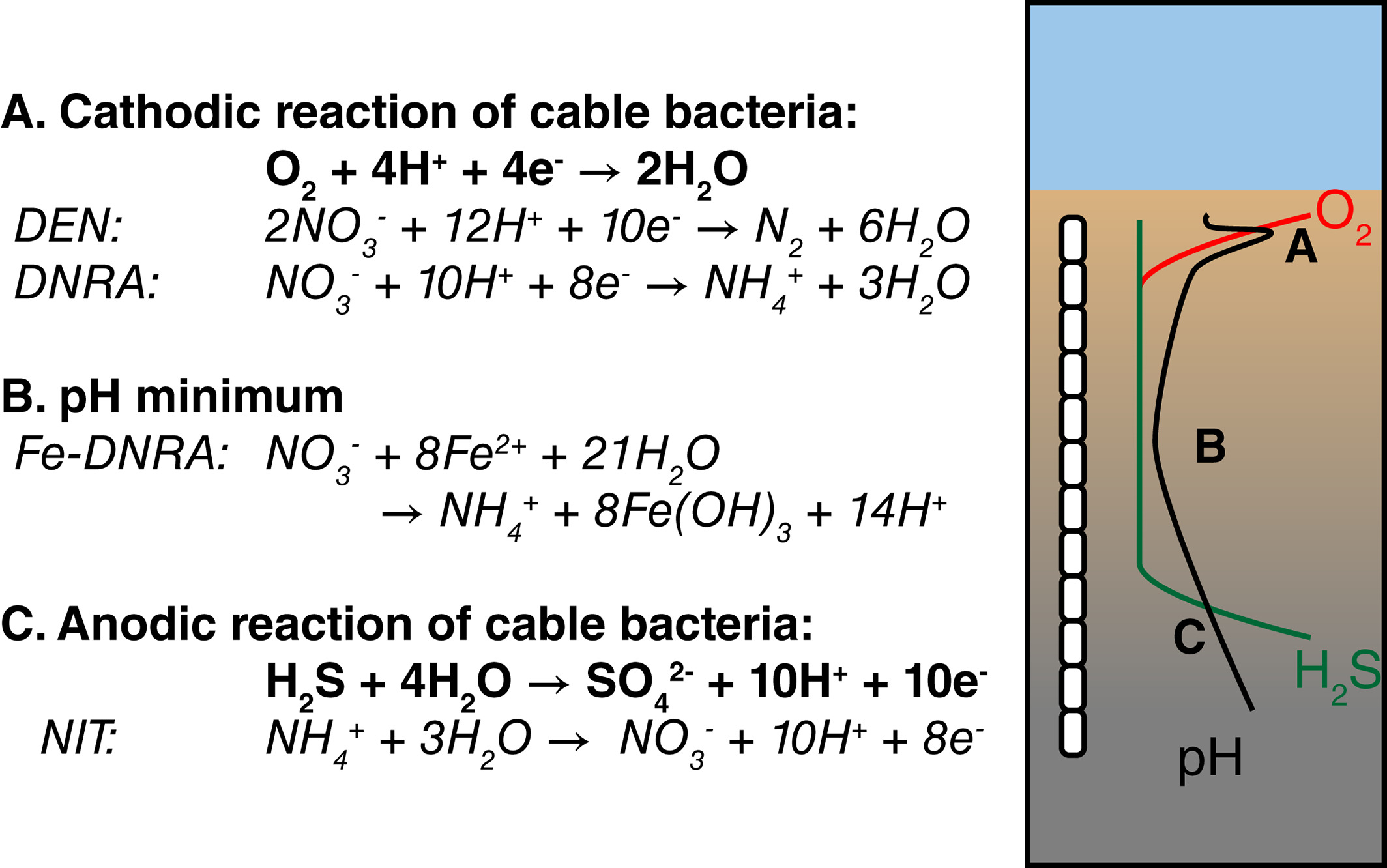 Cable Bacteria - Electrobiotechlab